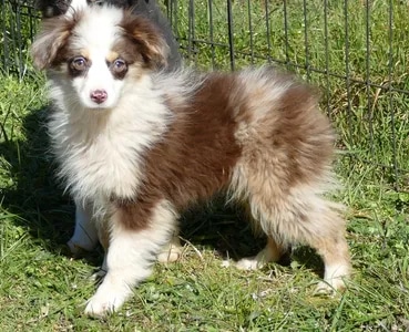 Fairielles Red merle female – Hughes Toys – Toys Mini Aussies