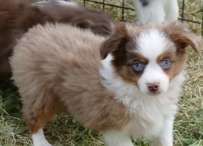 Foxey2 Red merle male – Hughes Toys – Toys Mini Aussies