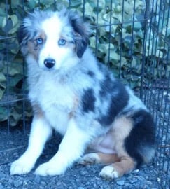 Mini Aussies - toyminiaussies