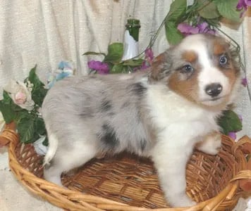 twilights Blue merle male 2 with TAIL – Hughes Toys – Toys Mini Aussies