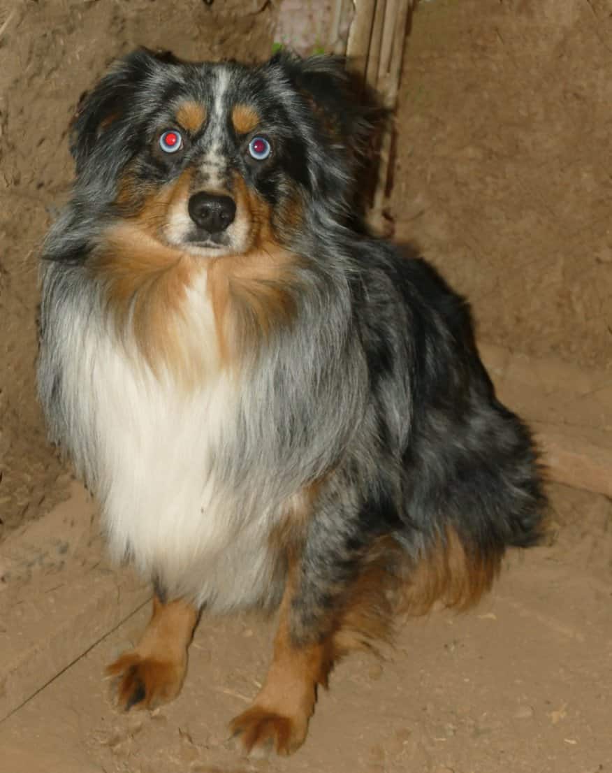 Mini And Toy Aussie Breeding Boys | Toy Mini Aussies