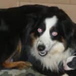 Mini Aussies - toyminiaussies