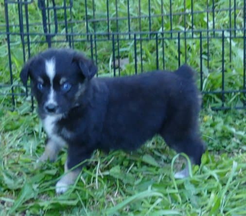 Mini Aussies - toyminiaussies