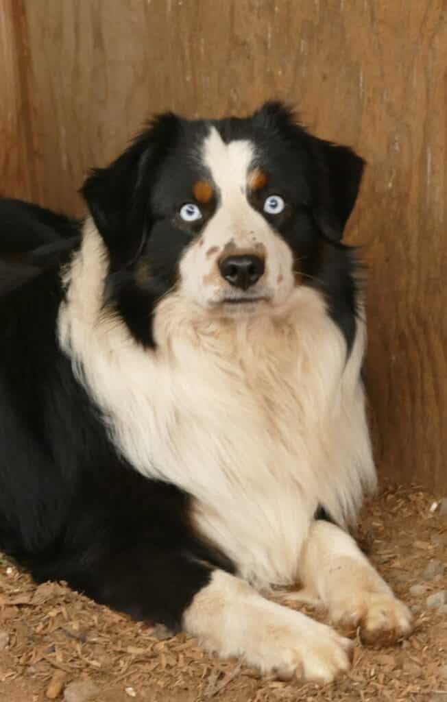 Mini Aussies - Miniature Australian Shepherds | Toy Mini Aussies