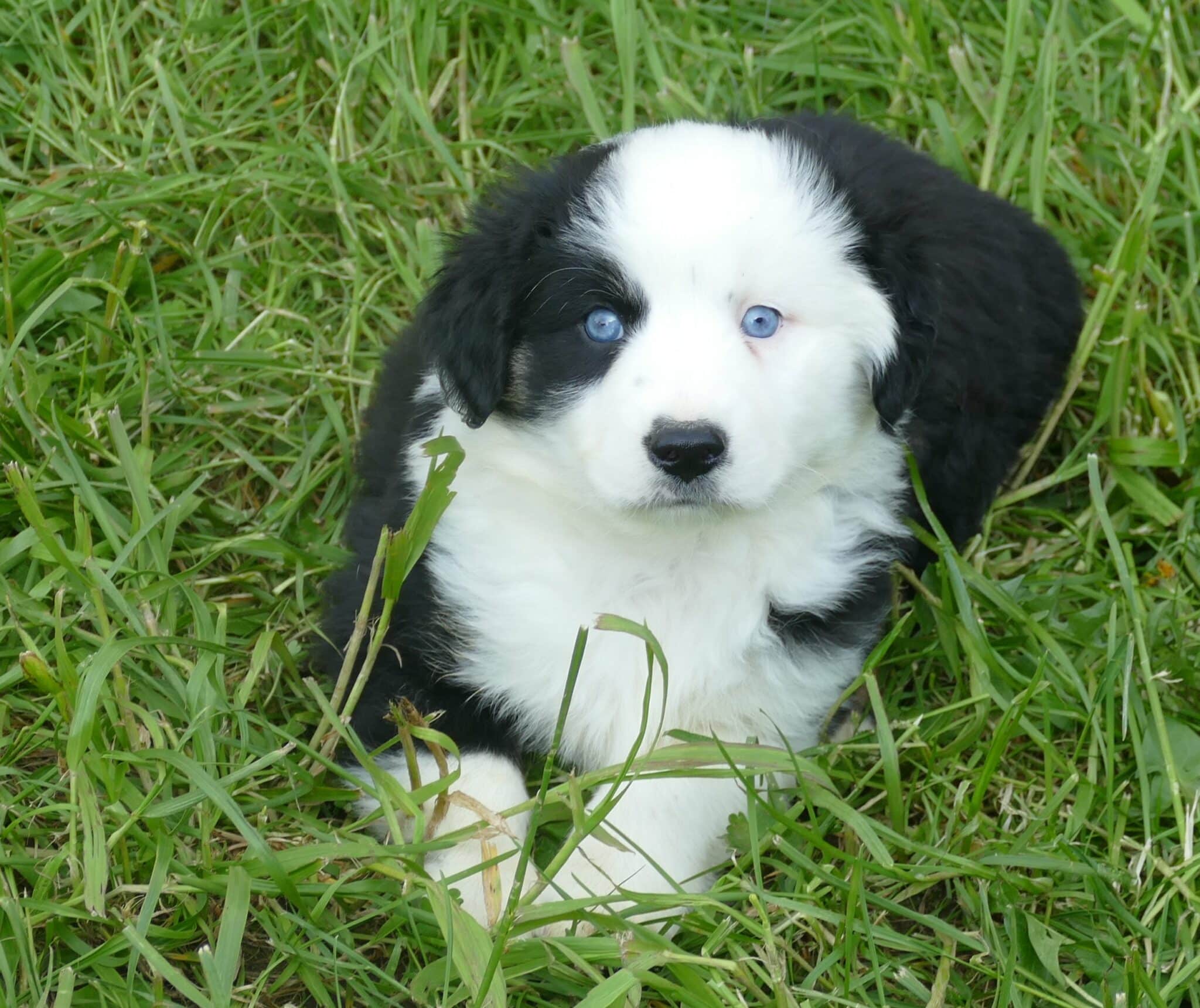 Toy & Mini Aussie Puppies Available - Hughes Toys Mini Aussies