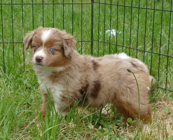 Toy & Mini Australian Shepherds for Sale in Portland, OR - Hughes Toys