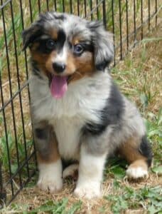 Hughes Toys - Toys Mini Aussies