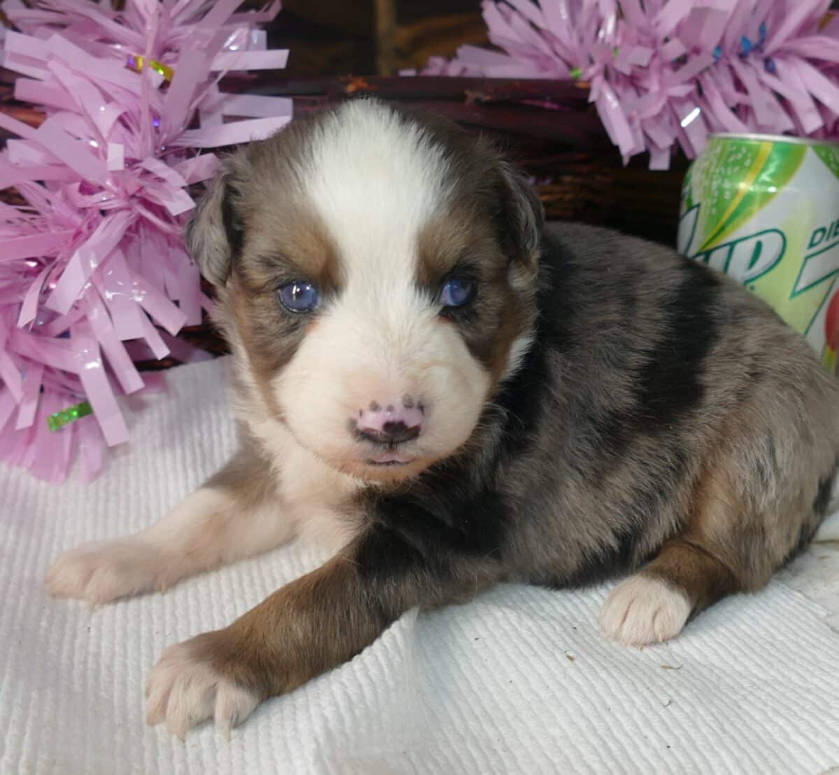 Mini Aussies - Hughes Toys - Toys Mini Aussies