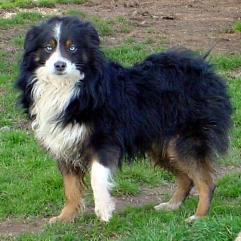 Breeding Boys - Hughes Toys - Toys Mini Aussies