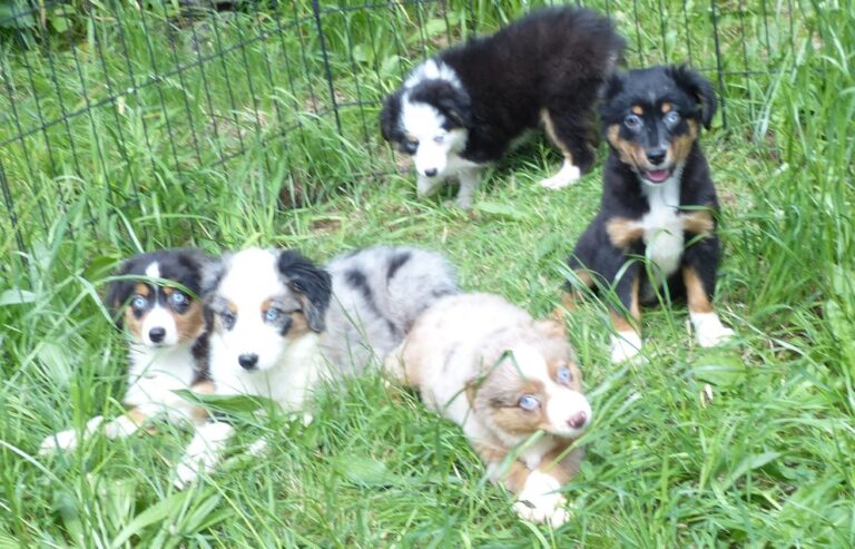 Toy & Mini Australian Shepherds for Sale in Portland, OR - Hughes Toys