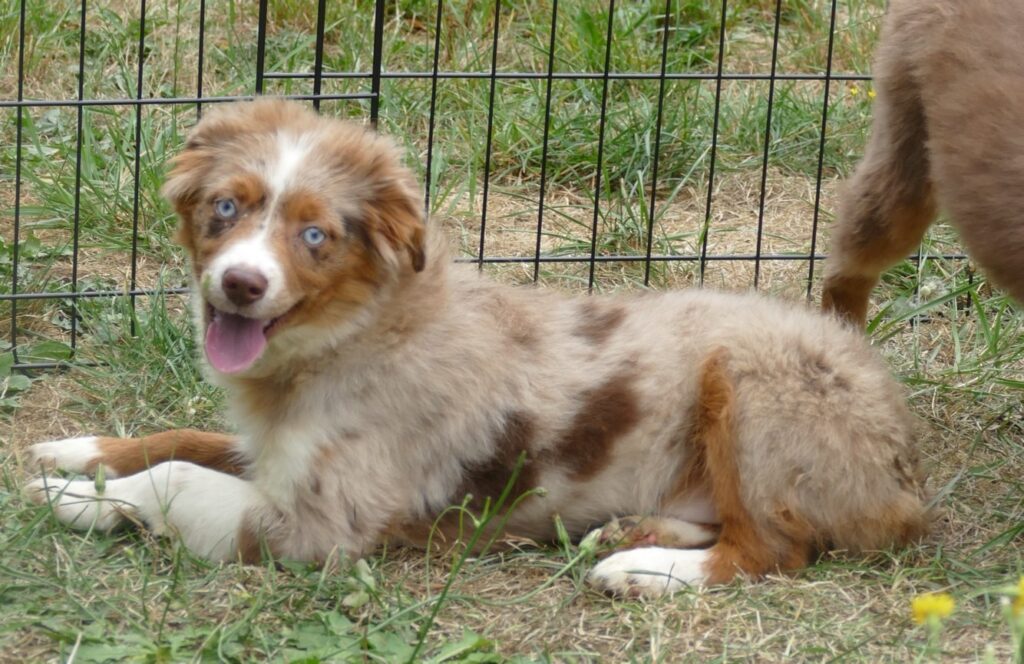 Toy blue merle male aussie - with tail