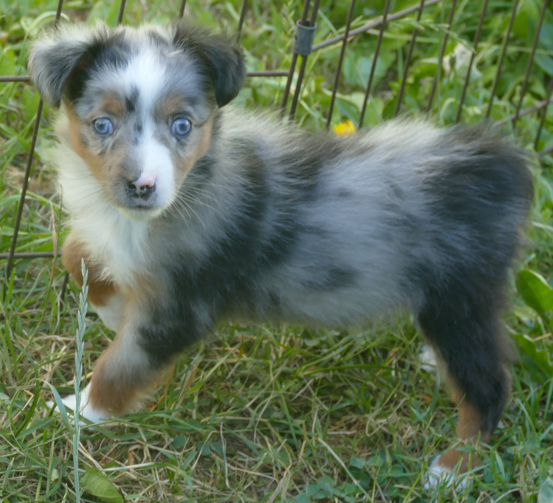 Toy blue merle male aussie - with tail